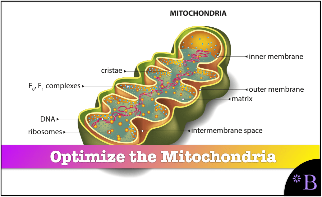 The Best Ways to Optimize Mitochondrial Function - Brightwork Research ...